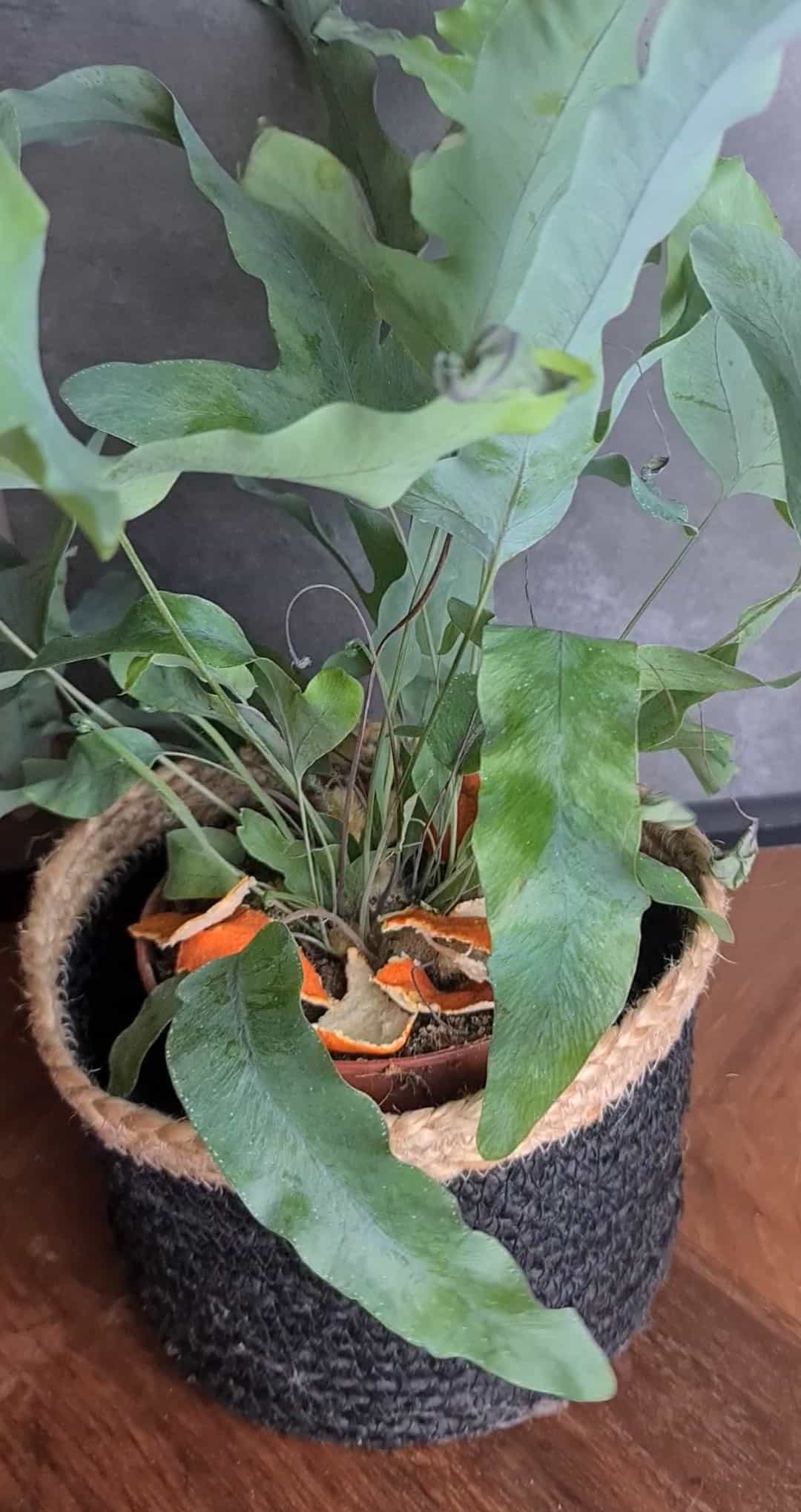 Que faire avec les pelures de clémentines ? - Lilycraft